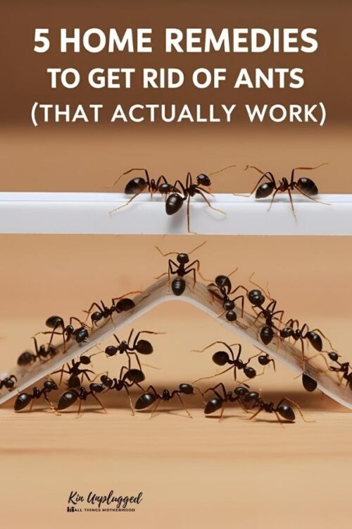 How To Get Rid Of Ants In My House